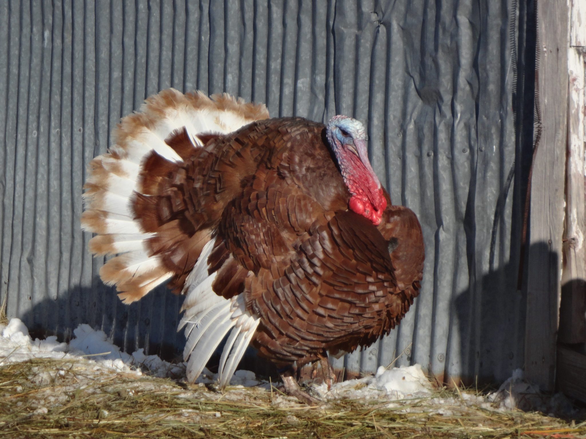Raising Heritage Turkey Breeds - Backyard Poultry